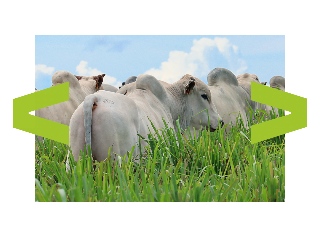 Automação GA | Ponta Agro