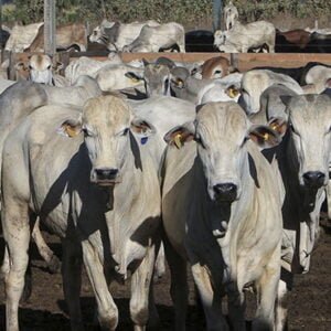 Ponta Agro | Tecnologia para pecuária de ponta a ponta