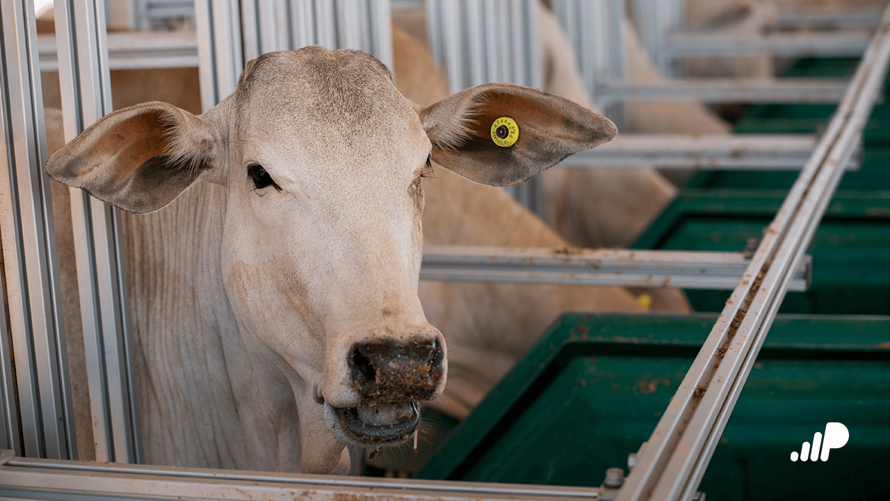 Pecuária de precisão: como a tecnologia revoluciona a gestão no campo ...