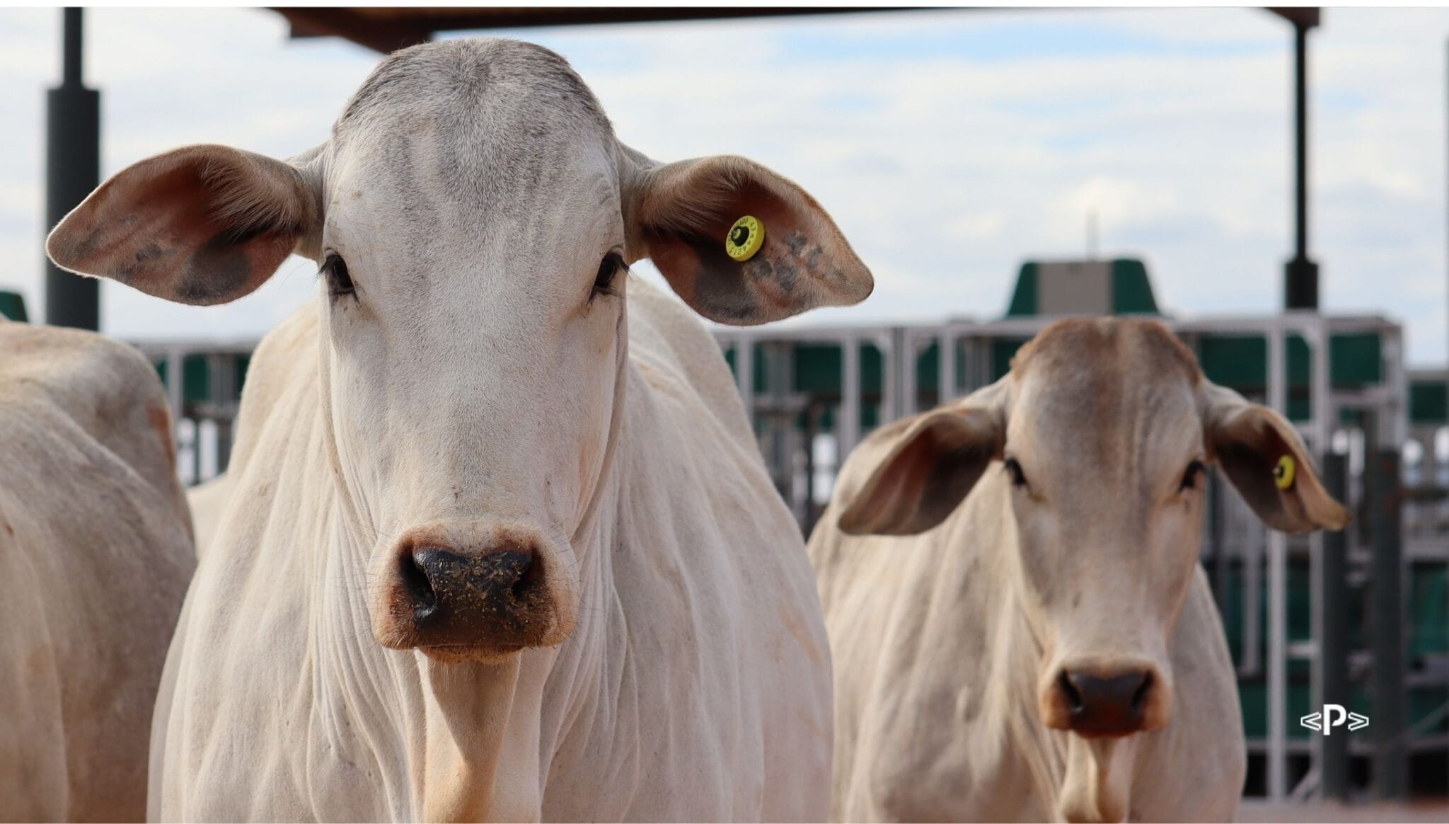 Como o monitoramento e controle de rebanho ajudam o produtor? | Ponta Agro