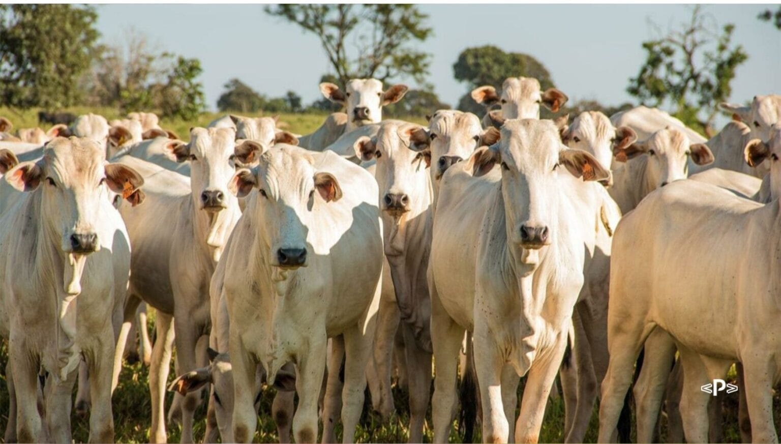 Ganho Médio Diário (GMD): como calcular e melhorar seu desempenho ...