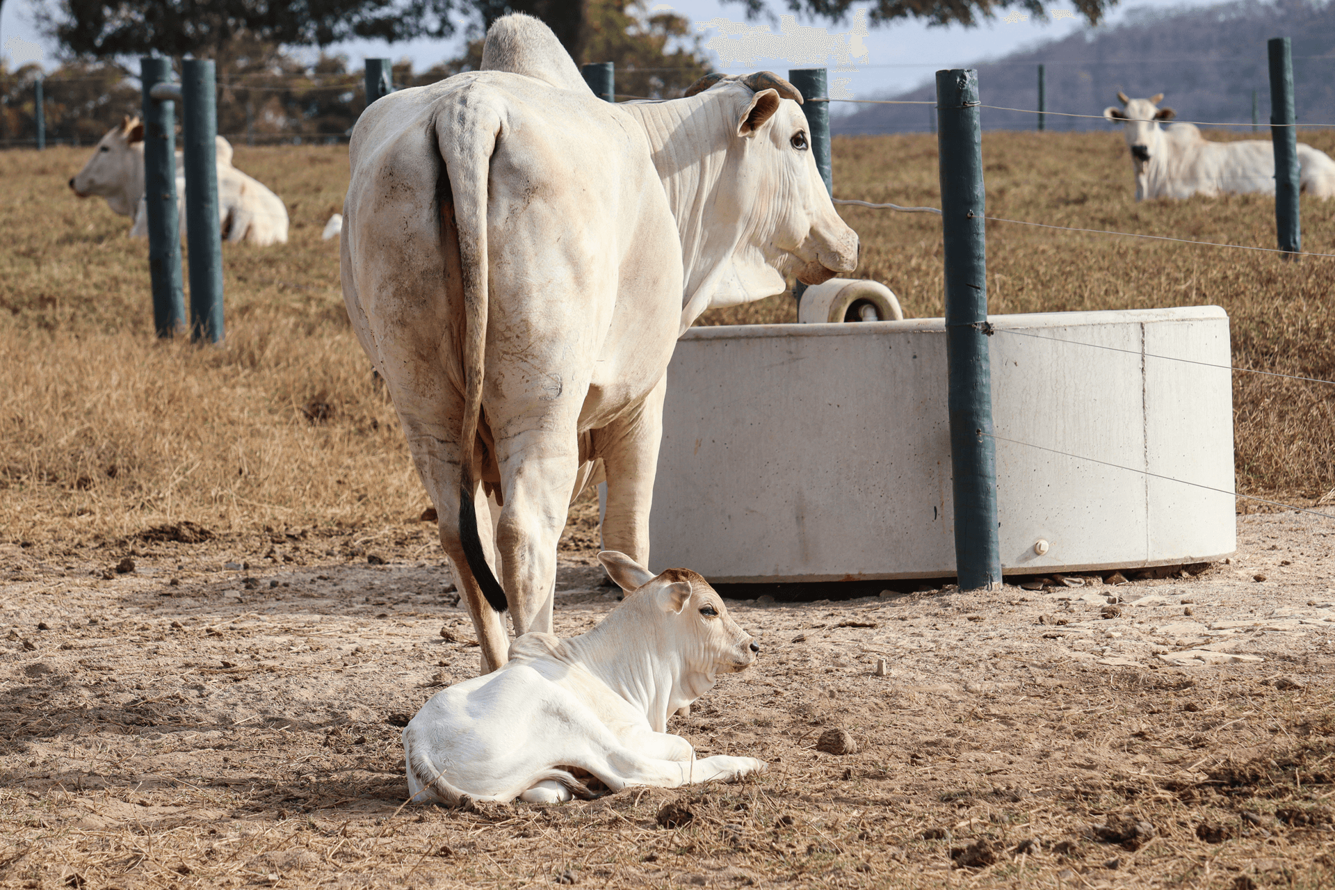 O que a saúde dos bezerros revela sobre sua margem | Ponta Agro